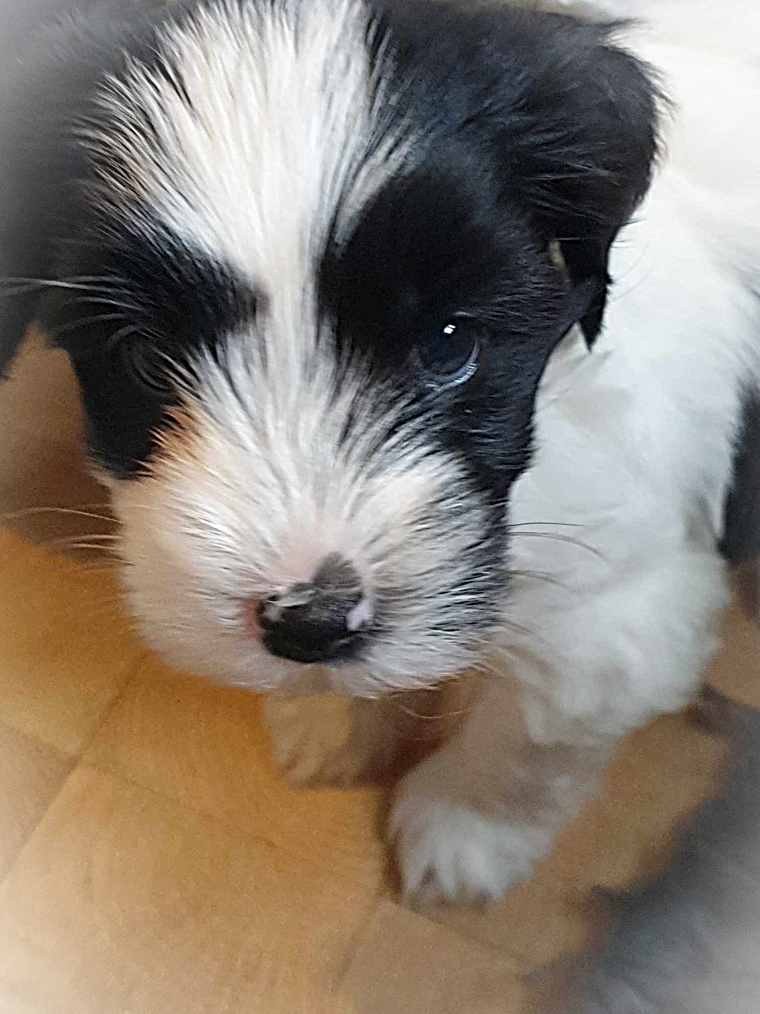 Tibetan Terriers at Tiamastae