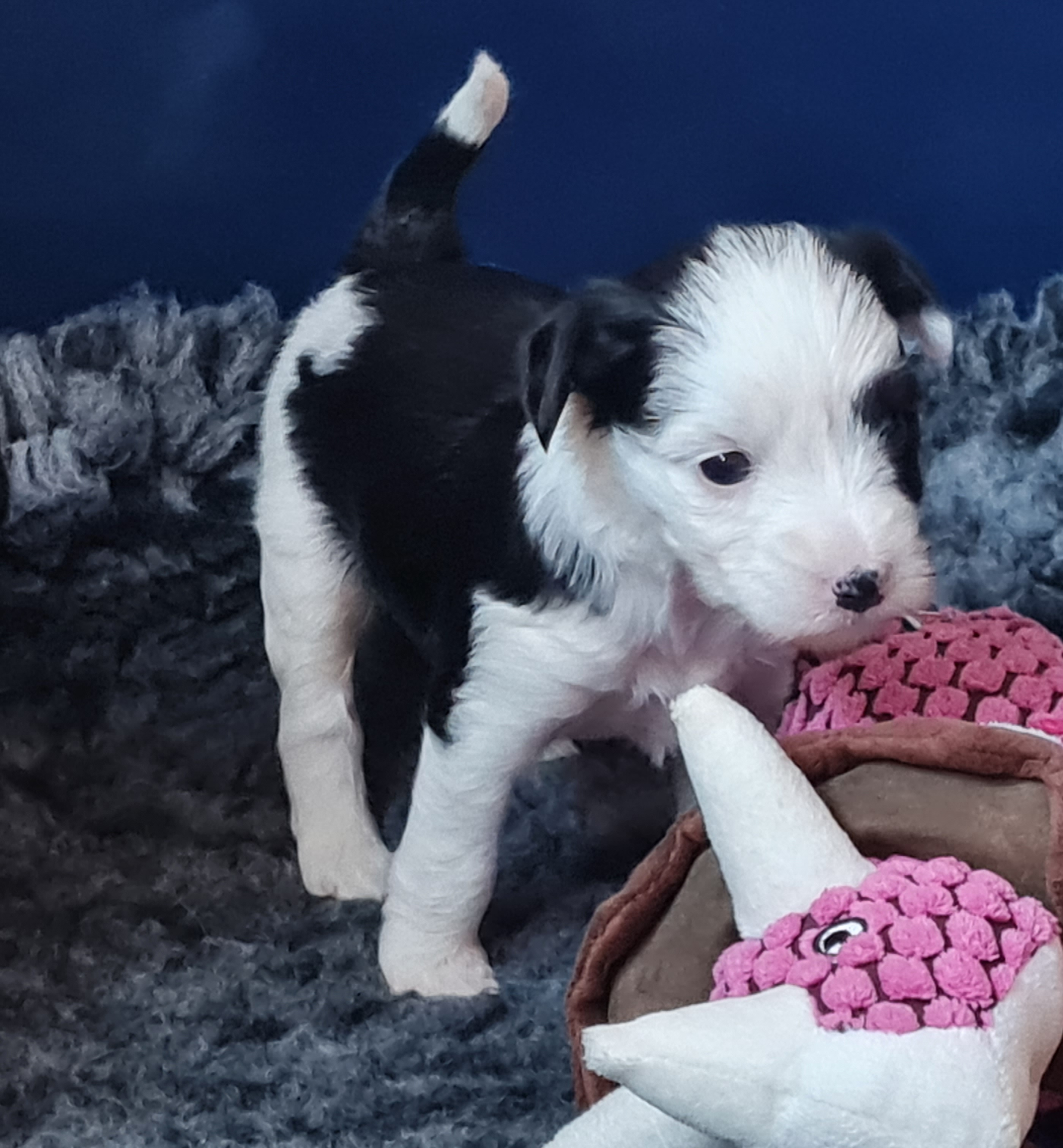 Tibetan Terriers at Tiamastae