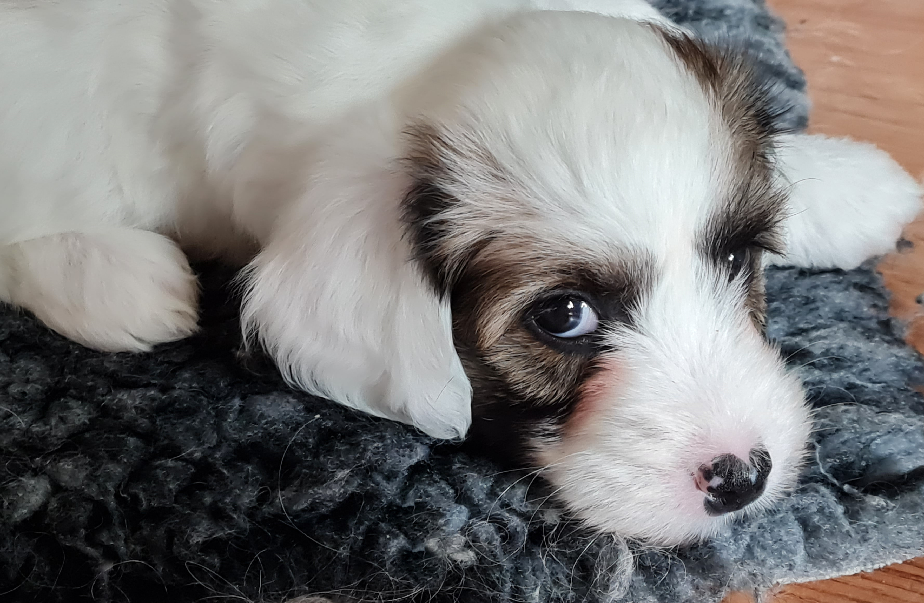 Tibetan Terriers at Tiamastae